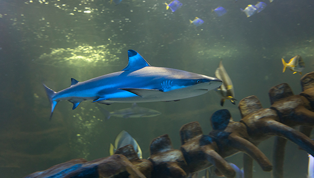 SEA LIFE Hunstanton Aquarium Tickets 1/3 OFF Offers | National Rail