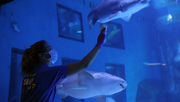 SEA LIFE London Aquarium Tickets 2FOR1 Offers