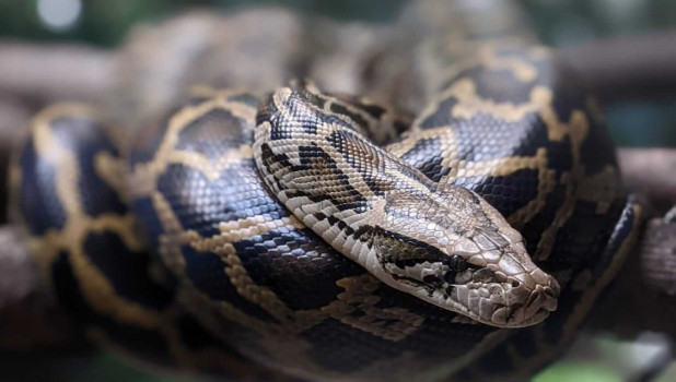 Plantasia Tropical Zoo Ticket Offers | National Rail